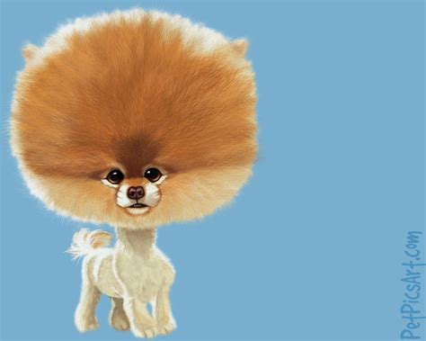 Boo The Dog Wallpaper Free Download