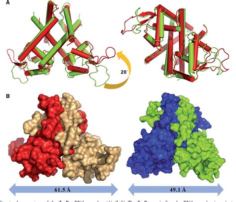 Figure 2 From Tcar Ssdna Complex Crystal Structure Reveals New Dna