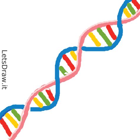 How To Draw String Of Dna Letsdrawit