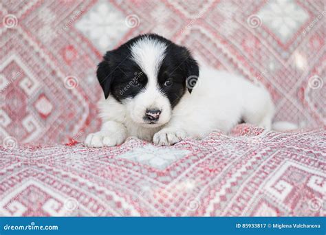 Black And White Puppies