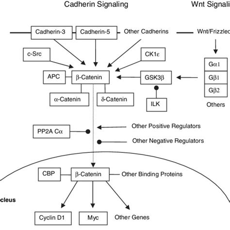 Schematic Illustration Of The B Catenin Signal Transduction Pathway