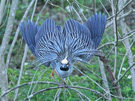 Yellow Crowned Night Heron Facts