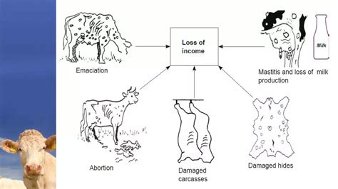 Lumpy Skin Disease Ppt File Pptx