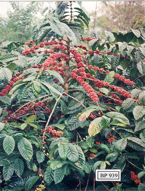 World Coffee Research Varieties Robusta Listing Page