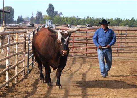 Bushwacker Bucks Legendary Career Into Retirement Oakdale Leader