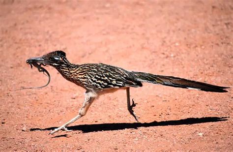 Habitat Do Roadrunner Pictures And Information On Greater Roadrunner