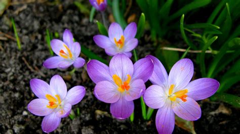 Crocuses 보라색 꽃 고품질 배경 화면시사