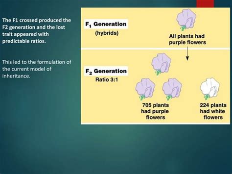 Introduction To Genetics Ppt Gardening Home Garden