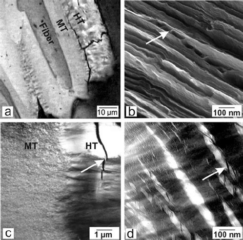 Crack Propagation Observed By Different Microscopical Techniques A