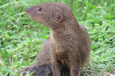 Everything You Need To Know About The Mongoose In Oahu Mid Pacific Pest Control