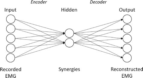 Visualization Of The Autoencoder Used For Extraction Of Muscle