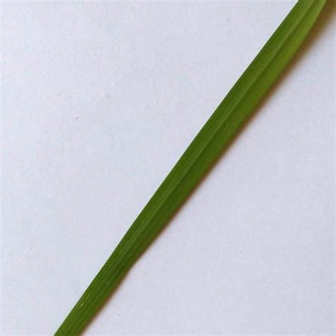 Rice Leaf Disease Detection Obj Object Detection Dataset V1 2023 03