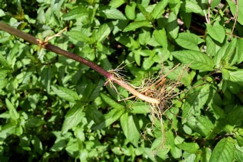 How To Propagate Mint Other Herbs By Root Division