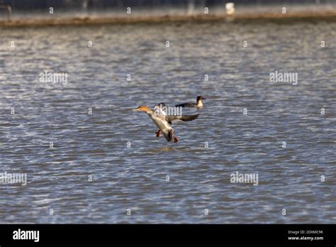 Red Breasted Merganser In Flight Bird During Migration To South Stock