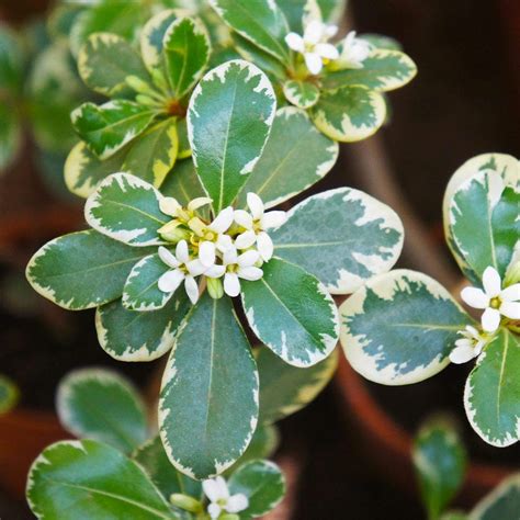 The 11 Best Low Maintenance Shrubs For The Front Of Your House