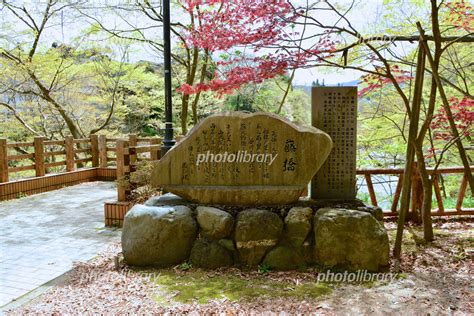 春の藤波八丁遊歩道 写真素材 5235754 フォトライブラリー Photolibrary