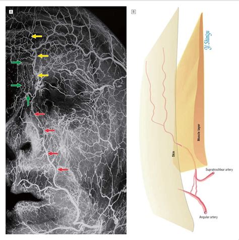 Structure Of Angular Artery Semantic Scholar