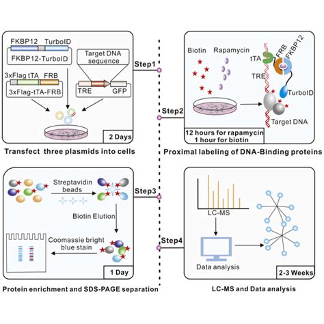 A Turboid Based Proximity Labelling Approach For Identifying The Dna