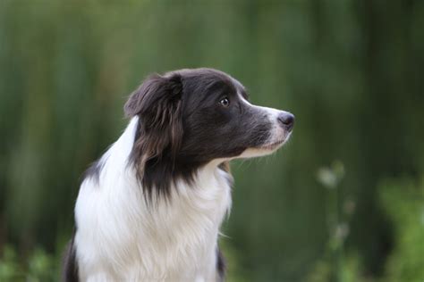 Lazy Violet Valley Border Collies