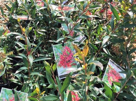 Grevillea Oleoides Shiressii Splendour Wholesale Nursery Nurseries