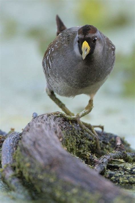 Sora Bird Gallery Houston Audubon