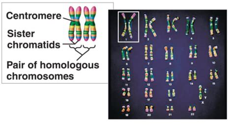 Chromosome Mutations 5 Flashcards Quizlet