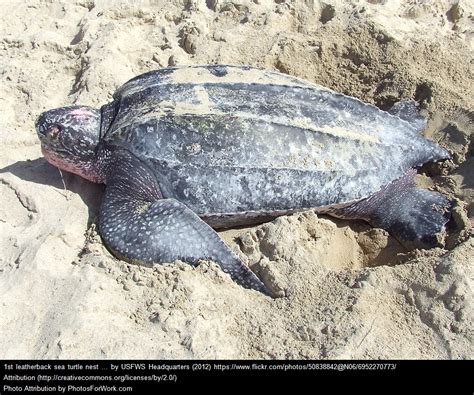 Elder Mutant Ninja Turtles Turtle Power Tiger Safari India Blog