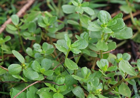 Purslane Identification And Uses A Plant Profile The Survival Gardener