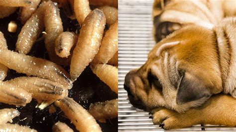 Screwworm In Dogs Health Alert And Action Protocols After The First Cases