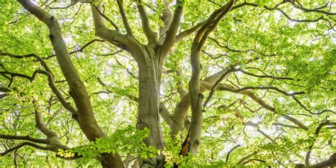 tree file system in linux posetke