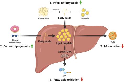 The Role Of Lipophagy In The Development And Treatment Of Non Alcoholic Fatty Liver Disease