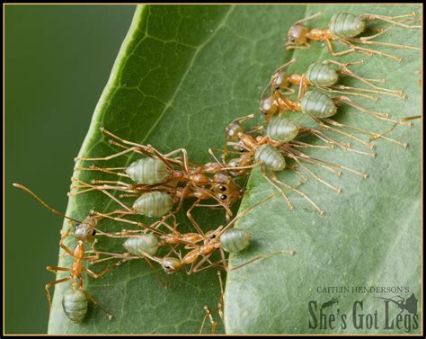 Weaver Or Green Tree Ants Use Their Bodies As Bridges Oecophylla