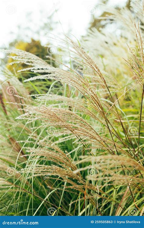 Abstrakt Naturlig Bakgrund För Mjuka Växter Kortaderia Selloana Som Rör