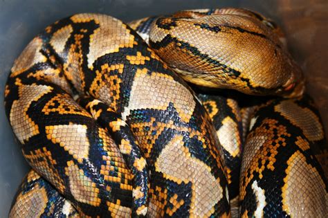 Python Chiang Mai Kostenloses Foto Auf Pixabay Pixabay