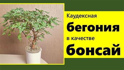 КАУДЕКСНАЯ БЕГОНИЯ ДРЕГА. Суккулент среди бегоний. Как сформировать ...