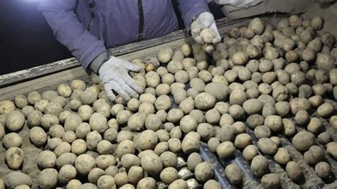 potatoes cleaning sorting grading line potatoes on conveyor belt