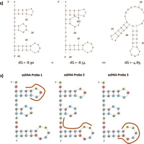 A The Secondary Structure Of The Nonylphenol Specific Aptamer B
