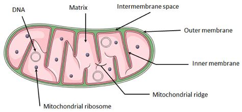 Mitochondria Cellular Respiration Blank Mitochondria Cellular Respiration Blank