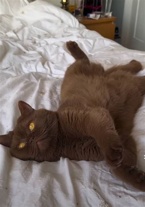 갈색 털을 가진 고양이 첨 본당 인스티즈instiz 일상 카테고리