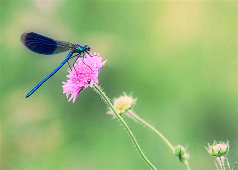 Are Dragonflies Attracted To Color 2025