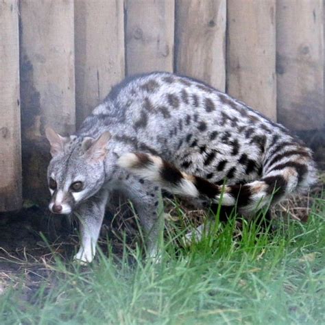 West African Genet Pardine Genet