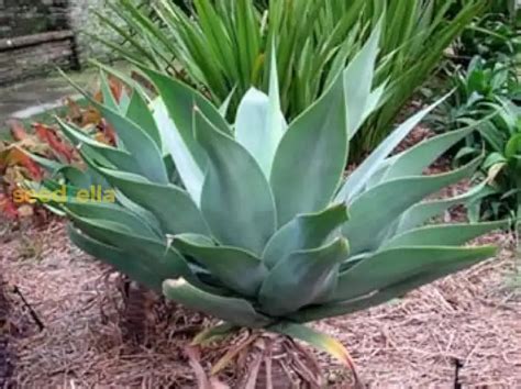 Green Agave Attenuata Seeds For Easy Planting Gardenersbasicseeds