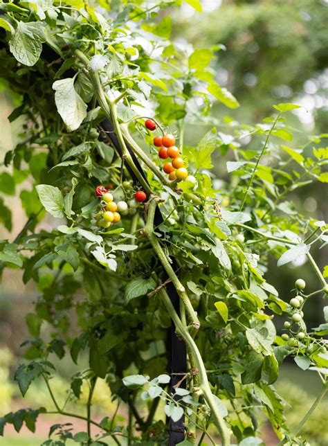 Pruning Tomatoes Should You Prune Tomato Suckers Gardenary