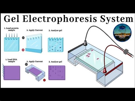 Electrophoresis Diagram Polyacrylamide Gel Electrophoresis Page