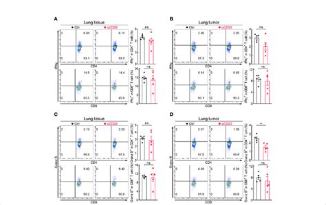B Cell Deficiency Has Negligible Effect On T Cell Activity In Lung