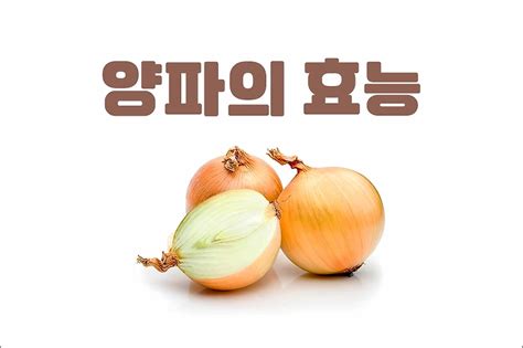 양파의 효능