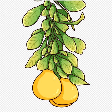 柚子樹 Png圖案，卡通png去背圖片素材，免費下載 Lovepik