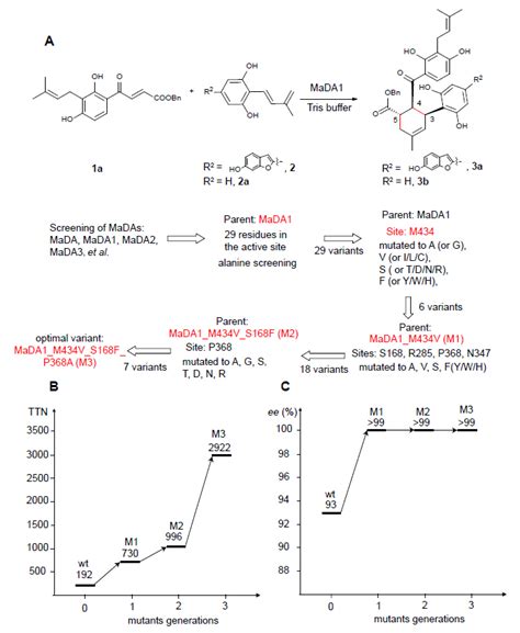 北京大学雷晓光团队chem Catal ：化学酶法策略，实现手性环己烯骨架的高效多样性合成 X Mol资讯