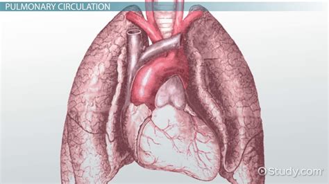 What Are The 3 Components Of The Circulatory System Video Lesson Transcript Study Com