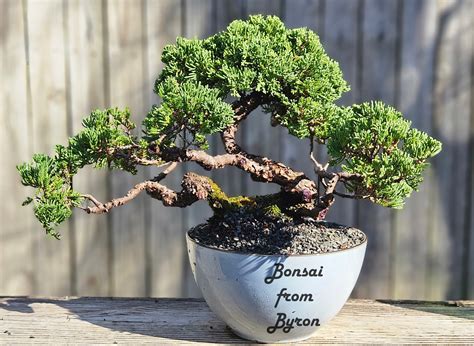 Juniperus Procumbens Bonsai